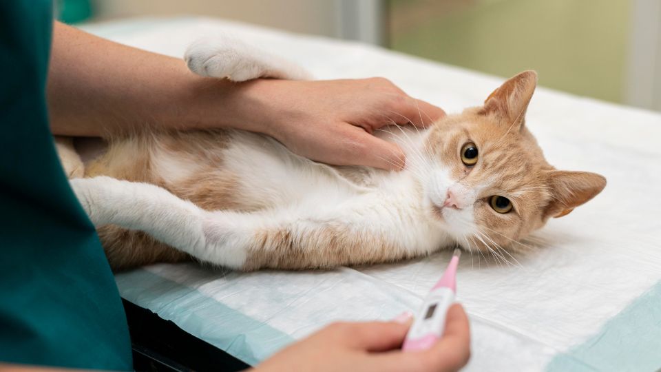 Oklahoma Animal Urgent Care | Urgent Vet & Emergency Care In Edmond, OK